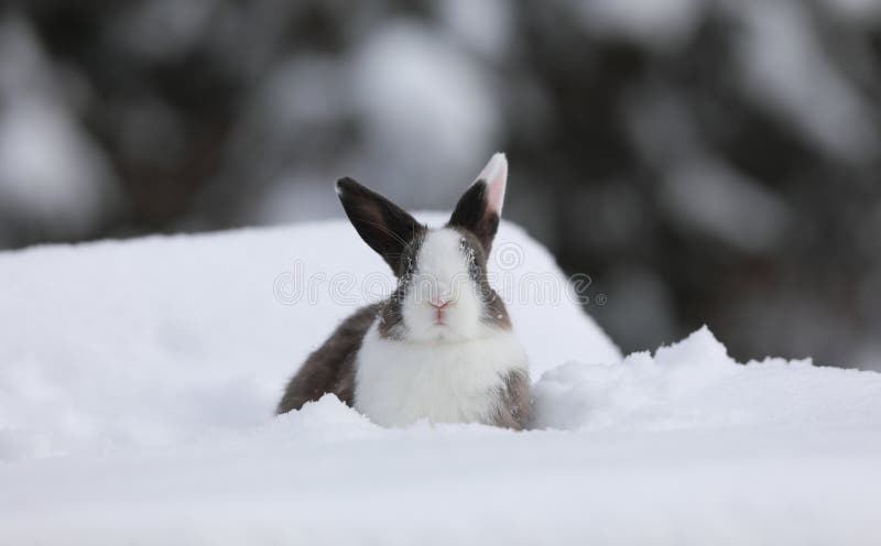 Cute funny rabbit in snow stock photo. Image of furry - 350391200