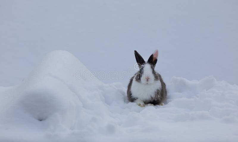 Cute funny rabbit in snow stock image. Image of funny - 350391873