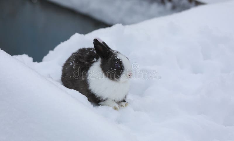 Cute funny rabbit in snow stock photo. Image of adorable - 350392050