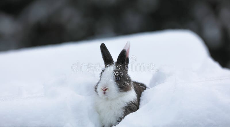 Cute funny rabbit in snow stock image. Image of portrait - 350392403