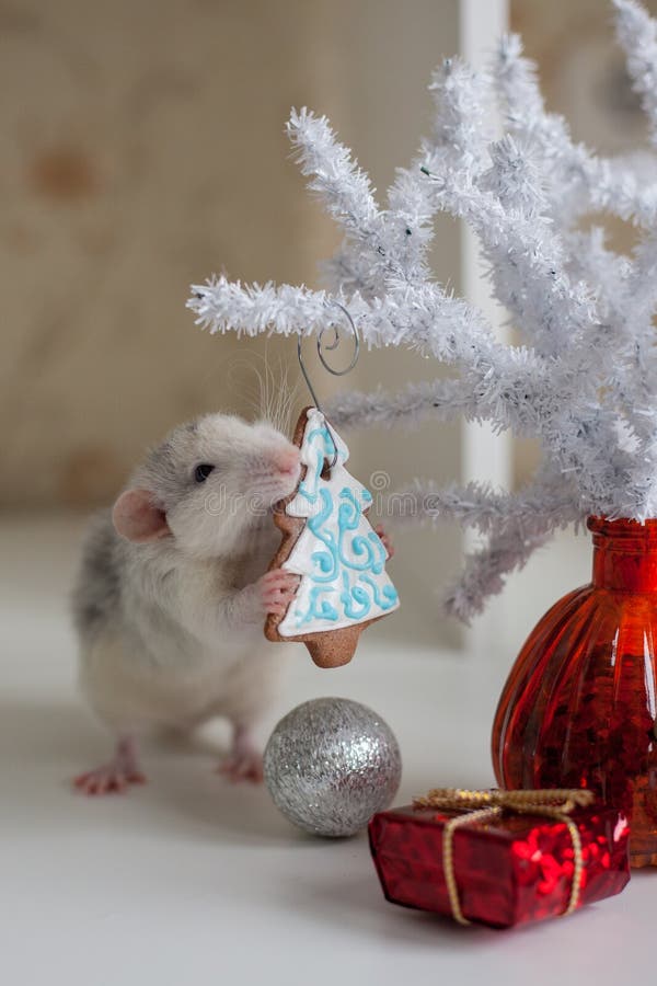 Cute Funny Rat on a Background of Christmas Decorations Stock Image ...