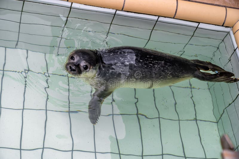 Cute Funny Seal Swimming in a Pool and Looking at the Camera Stock ...
