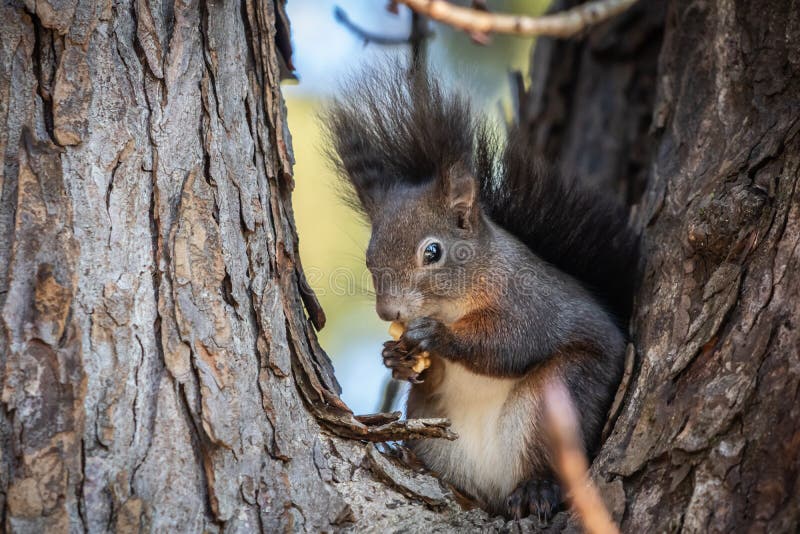 Cute and Funny Squirrel Adventures in the Forest Stock Image - Image of ...