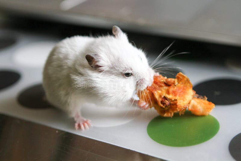 Funny little hamster stock photo. Image of closeup, cute - 22350370