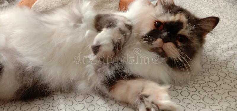 Cute and funny yey stock image. Image of love, cute - 196624467