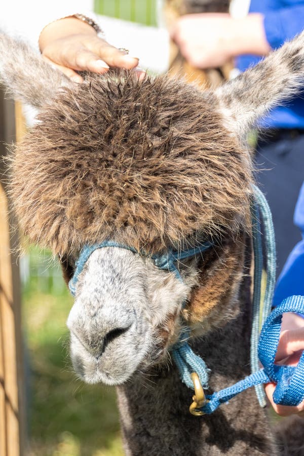 Cute and Furry Alpaca at Sydney Royal Easter Show Stock Image - Image ...