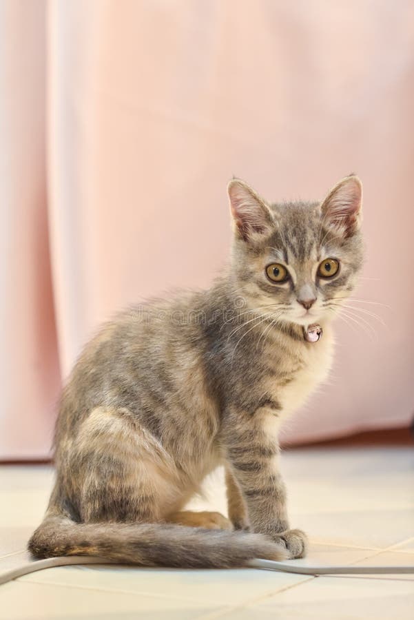 Cute, furry cat sitting stock image. Image of lying, look - 42885147