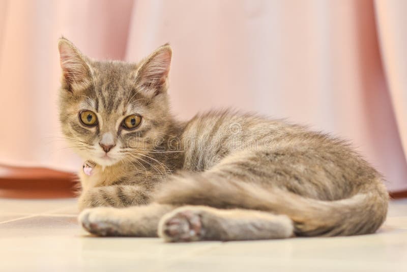 Cute, furry cat sitting stock image. Image of garden - 42885261