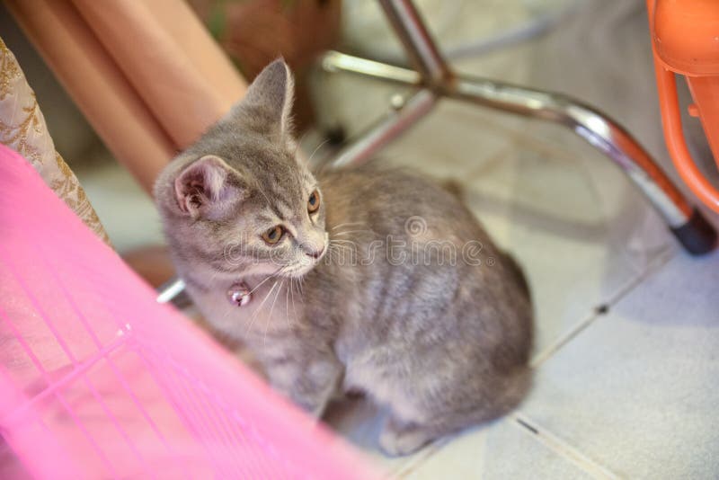 Cute, furry cat sitting stock photo. Image of beautiful - 42885562