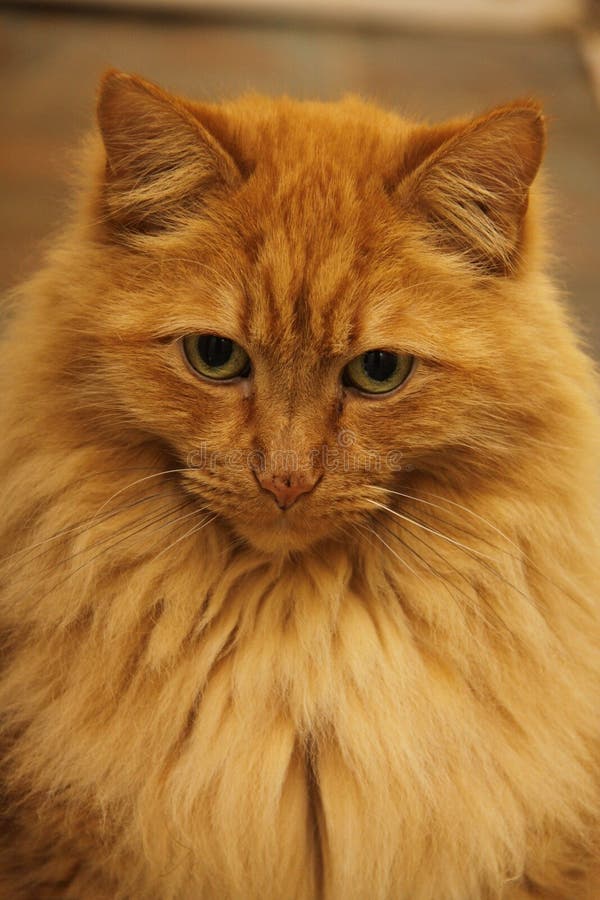 Cute Furry Cat Standing Staring Stock Photo - Image of animal, standing ...