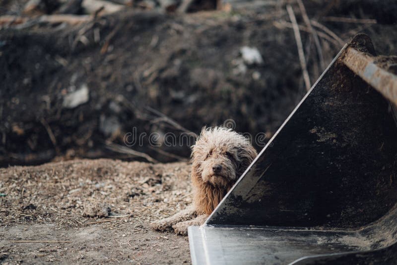 Cute Furry Dog Hiding Behind a Metal Structure. Stock Image - Image of ...