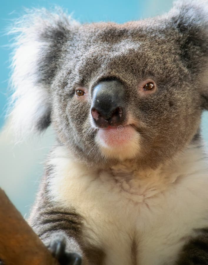 Cute Furry Koala Bear Close Up Portrait Stock Image - Image of ...