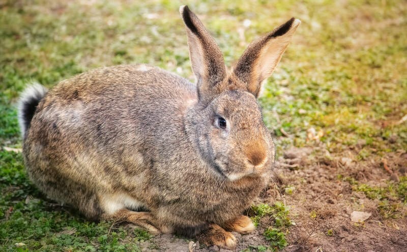 Cute Furry Rabbit Sitting in the Grass Stock Image - Image of rabbit ...