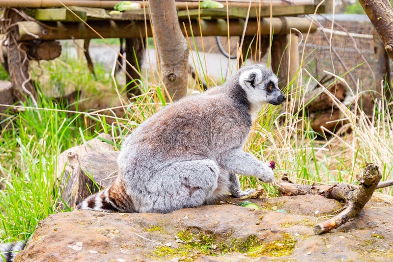 Cute Furry Ring-tailed Lemur at the Zoo during Daytime Stock Image ...