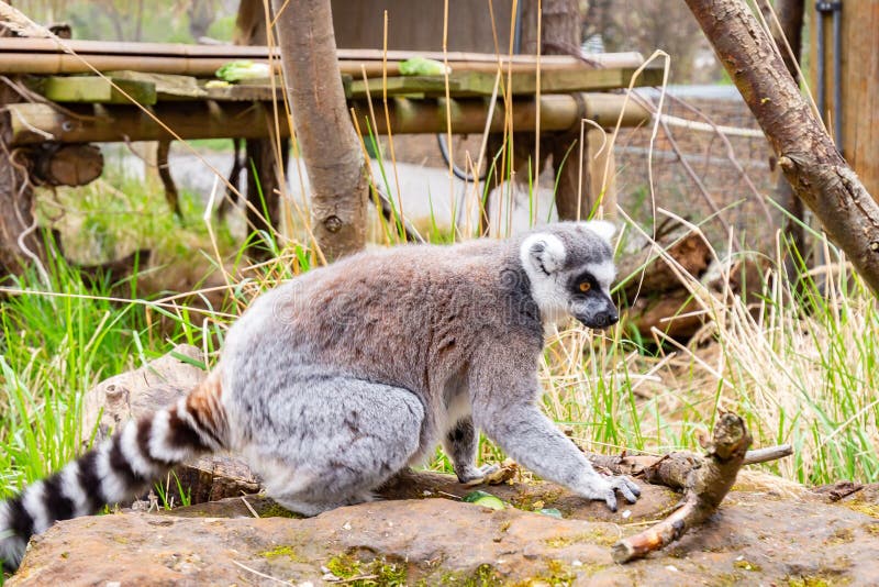 Cute Furry Ring-tailed Lemur at the Zoo during Daytime Stock Photo ...