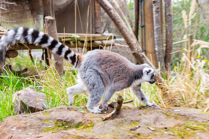 Cute Furry Ring-tailed Lemur at the Zoo during Daytime Stock Image ...