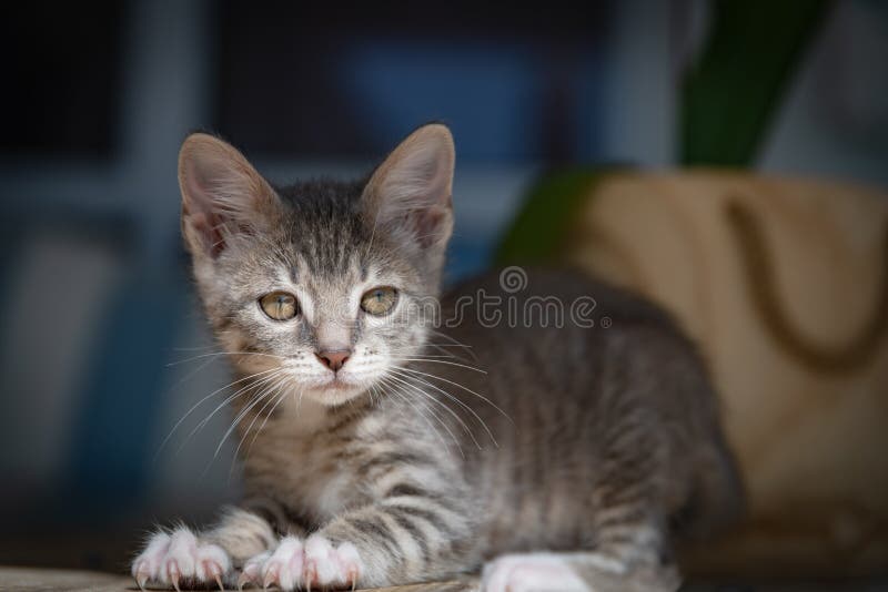 Cute Furry Tabby Kitten Playfull Stock Photo - Image of nose, stare ...