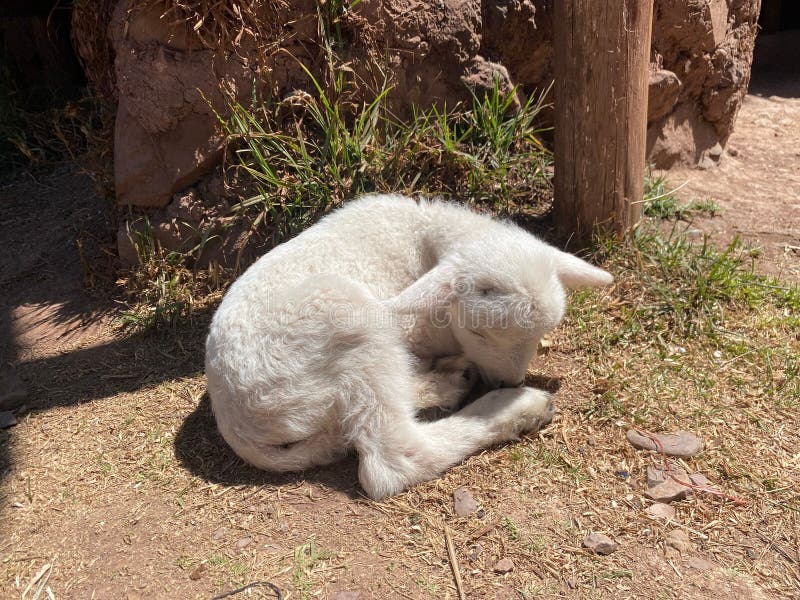 Cute Furry White Lamb Lying on the Ground on a Sunny Day Stock Photo ...