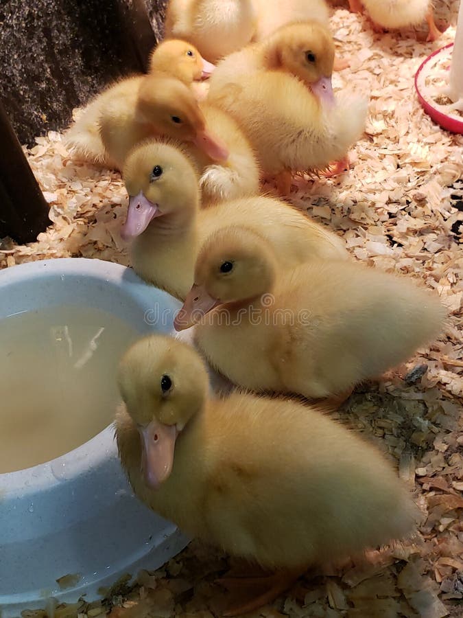 Cute fuzzy baby ducks stock image. Image of baby, wing - 253033595