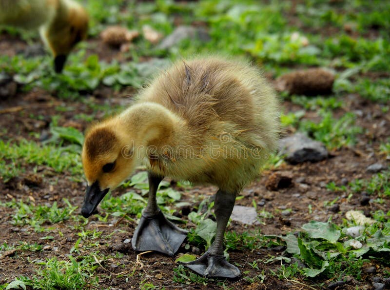 One Fat Greylag Goose in the Animal Farm Stock Photo - Image of ...