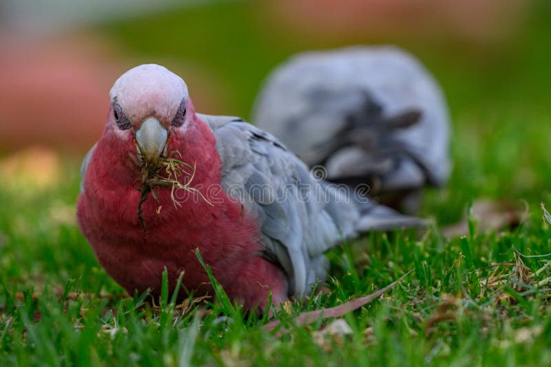 Cute Galah parrot stock photo. Image of alone, perch - 350128960