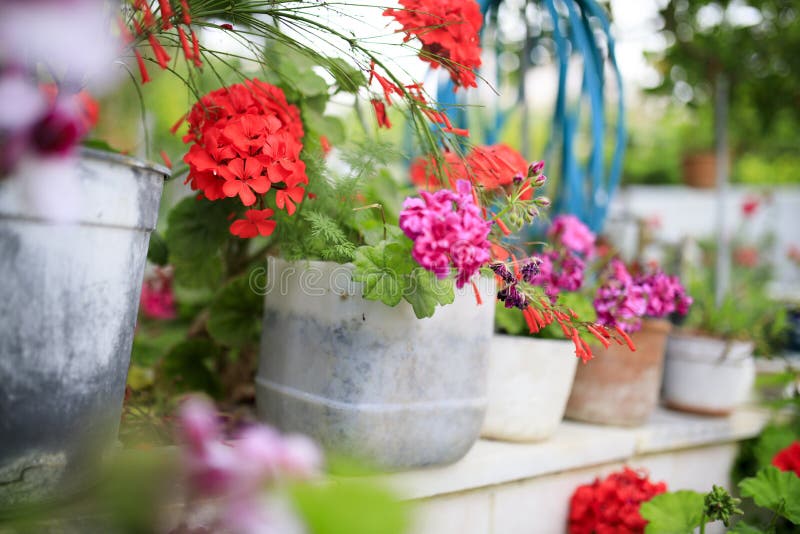 Cute Garden stock image. Image of flowers, cute, terracotta - 97153155