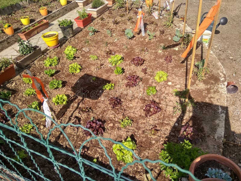 A cute garden stock image. Image of cute, earth, shadows - 146419025