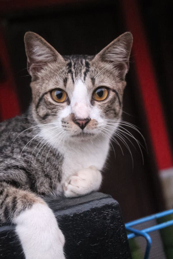 The adorable gaze of a cat stock image. Image of animal - 200238093