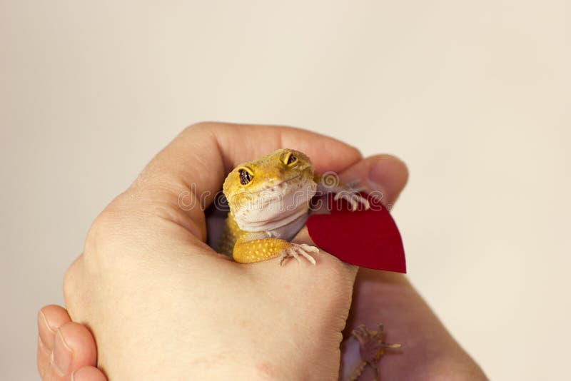 Cute Gecko with Heart in Paws Stock Photo - Image of shallow, orange ...