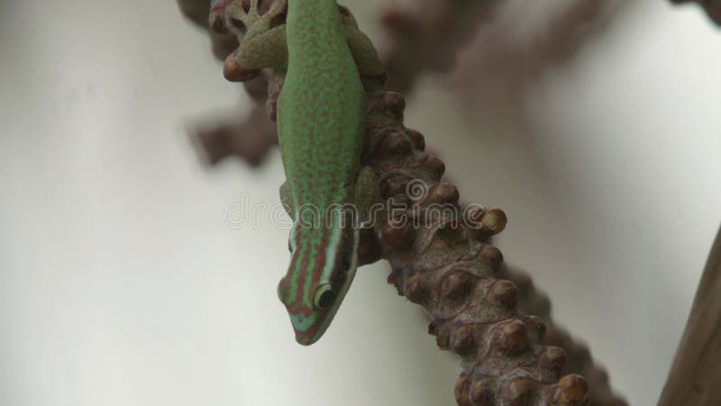 Manapany Gecko - La Reunion Stock Video - Video of wild, leaf: 299046609