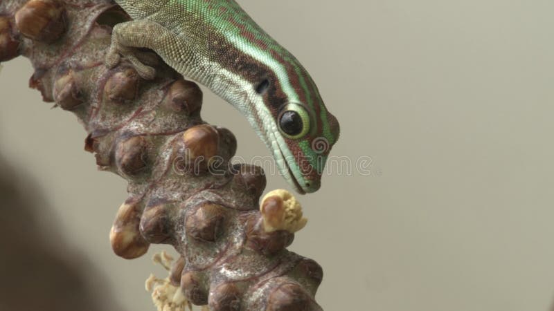 Manapany Gecko - La Reunion Stock Video - Video of green, jungle: 299046965