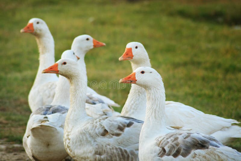 Cute geese stock photo. Image of farming, grass, geese - 20878604