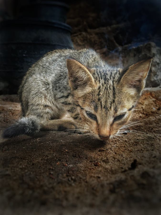 Cute gentle kitten stock image. Image of whiskers, kitte - 191281885