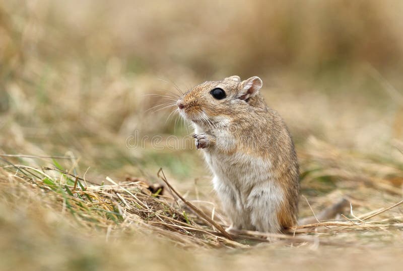 Cute gerbil stock photo. Image of adorable, gerbil, mammal - 51497016