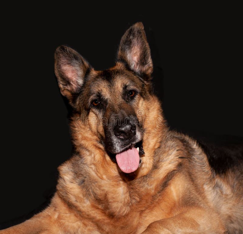 Cute German Shepherd (Alsatian) on the Empty Black Background Stock ...