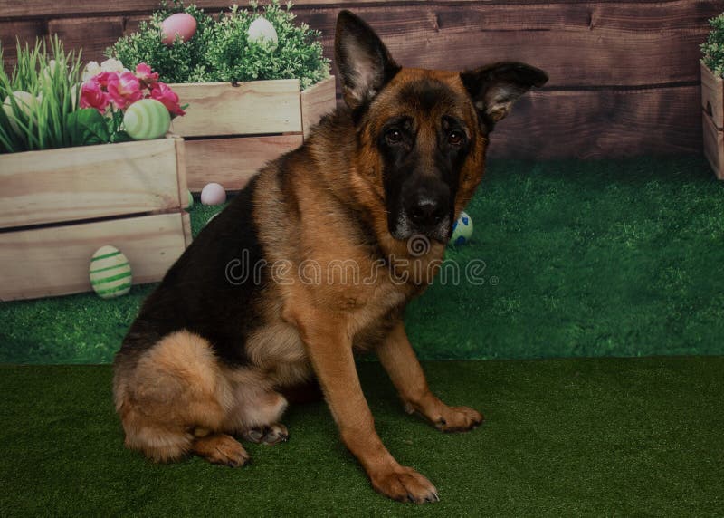 German Shepherd Dog Wearing Easter Eggs Green Grass Spring Portrait ...