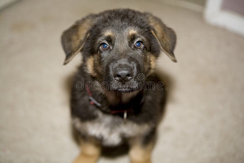 Cute German Shepherd puppy stock photo. Image of sweet - 3645460