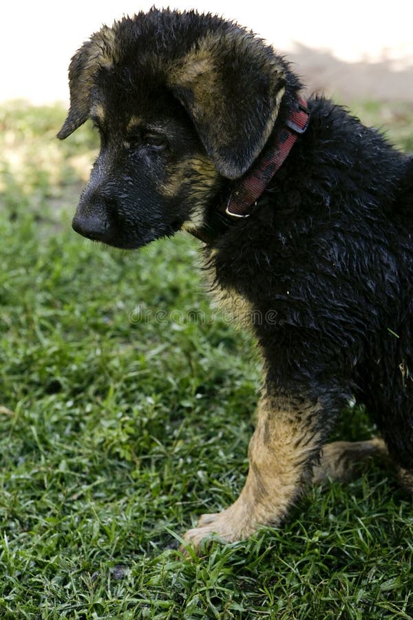 Cute german shepherd puppy stock photo. Image of puppy - 3645566