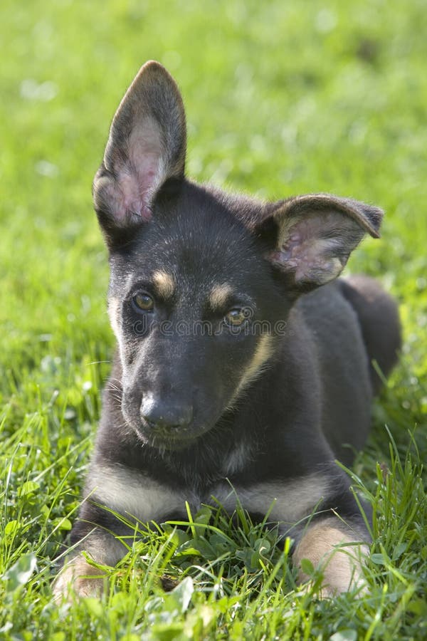 Cute german shepherd puppy stock photo. Image of green - 6847752