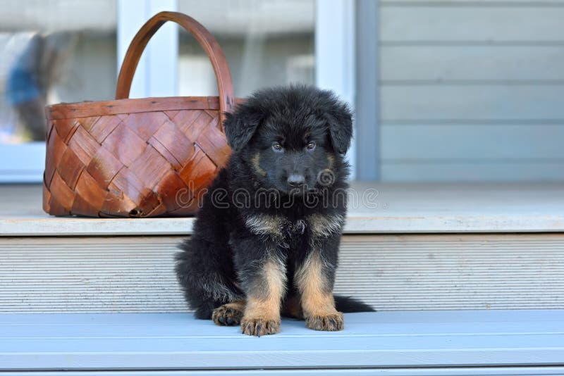 Cute German Shepherd puppy stock image. Image of beautiful - 258727761