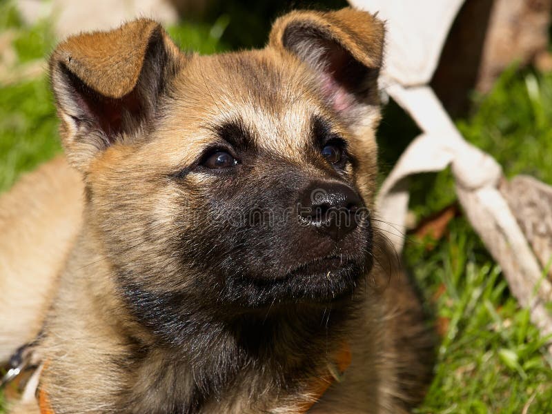 Cute German shepherd puppy stock image. Image of portrait - 60285561