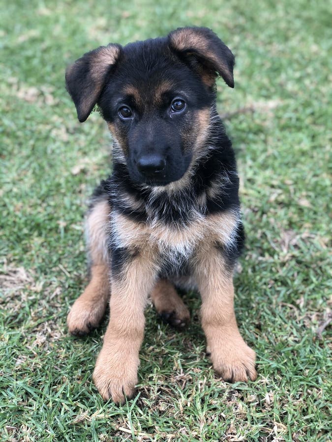 Cute German Shepherd Puppy Dog Stock Photo - Image of camera, cute ...