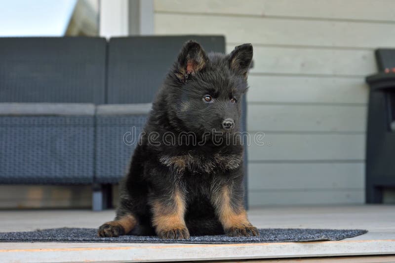Cute German Shepherd puppy stock photo. Image of house - 258727954