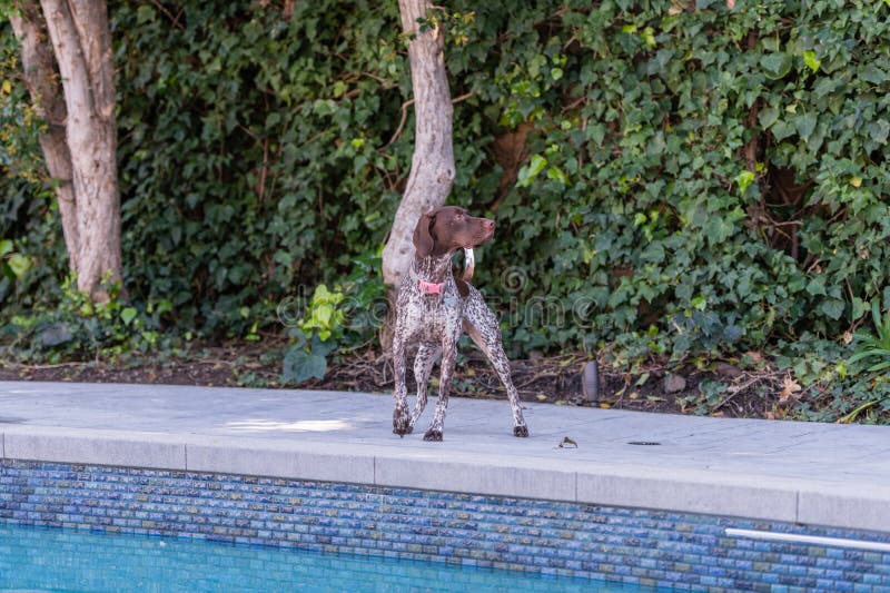 Cute German Shorthaired Pointer Stock Image - Image of german, beauty ...