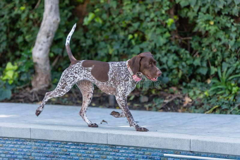 Cute German Shorthaired Pointer in the Backyard Stock Photo - Image of ...