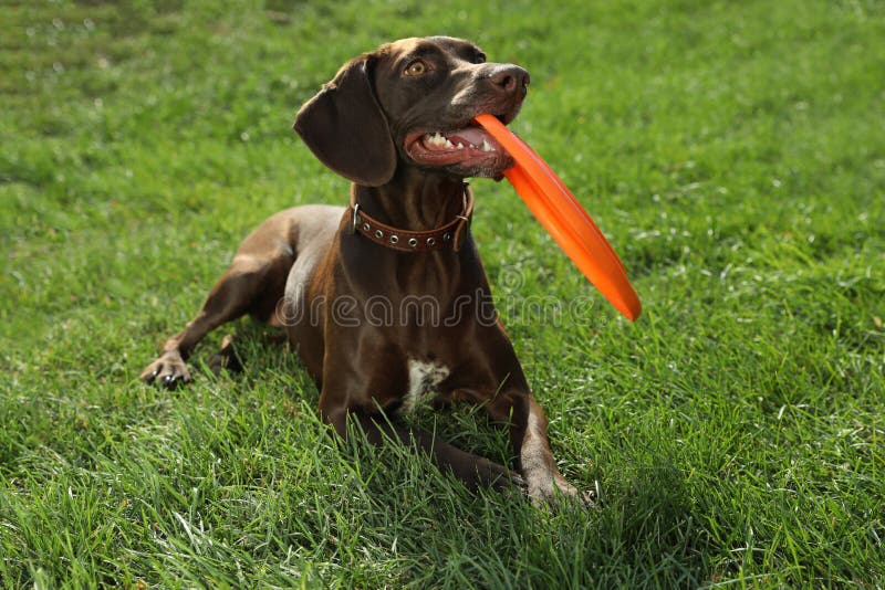 Cute German Shorthaired Pointer Dog Playing with Flying Disk in Park ...