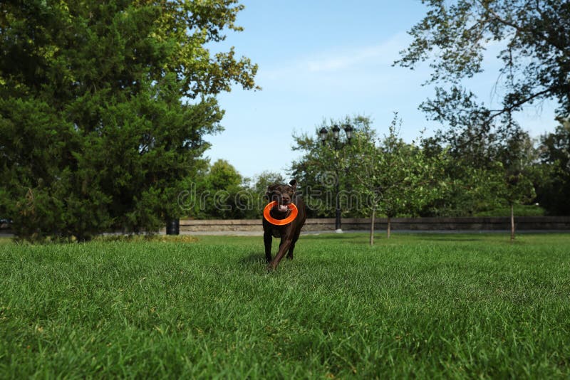 Cute German Shorthaired Pointer Dog Playing with Flying Disk in Park ...