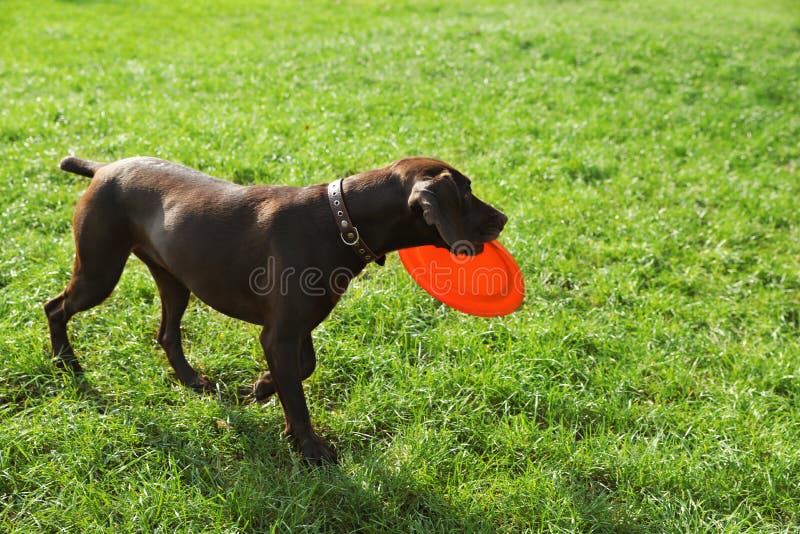Cute German Shorthaired Pointer Dog Playing with Flying Disk in Park ...