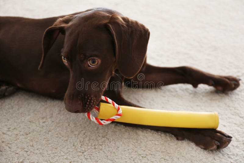 German Shorthaired Pointer Dog Playing with Toy at Home Stock Image ...