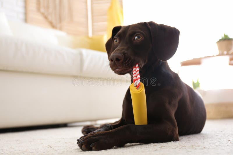 Cute German Shorthaired Pointer Dog Playing with Toy Stock Image ...
